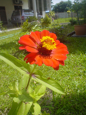 Native Myanmar Flowers Lovers: June 2007