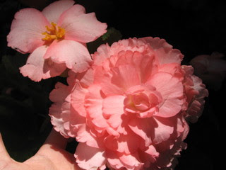 Native Myanmar Flowers Lovers: 2007