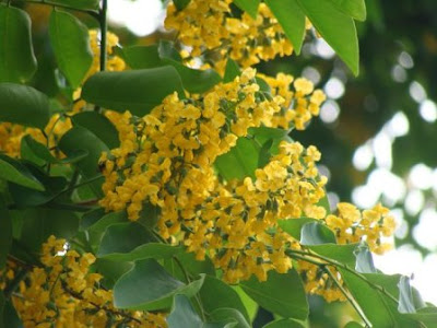 Native Myanmar Flowers Lovers: Padauk Flowers
