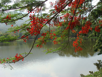 Native Myanmar Flowers Lovers: May 2009