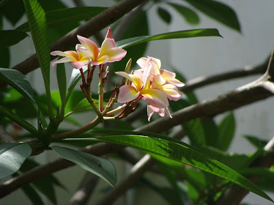 Native Myanmar Flowers Lovers: May 2009