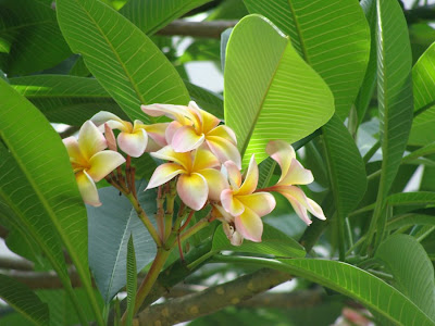 Native Myanmar Flowers Lovers: May 2009