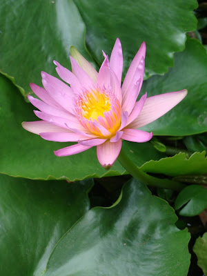 Native Myanmar Flowers Lovers: May 2009