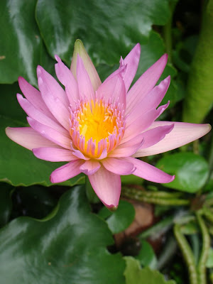 Native Myanmar Flowers Lovers: May 2009