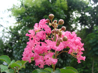 Native Myanmar Flowers Lovers: May 2009