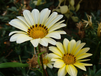 Native Myanmar Flowers Lovers: May 2009