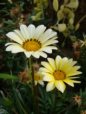 Native Myanmar Flowers Lovers: May 2009