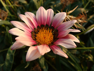 Native Myanmar Flowers Lovers: Dare to Bloom