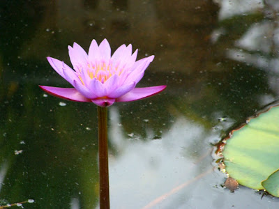 Native Myanmar Flowers Lovers: June 2009