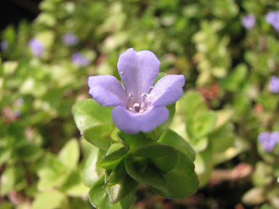 Native Myanmar Flowers Lovers: Just Flowers!