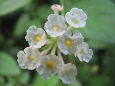 Native Myanmar Flowers Lovers: Just Flowers!