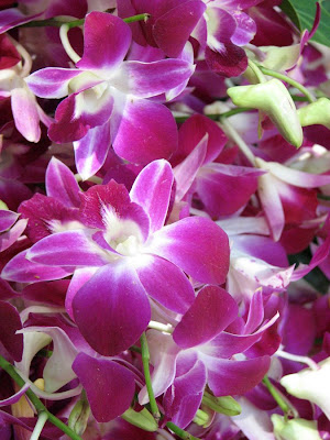 Native Myanmar Flowers Lovers: Lovely Orchids (4)