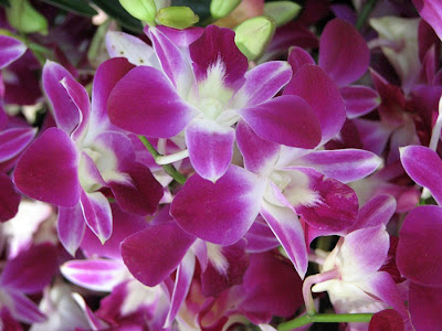Native Myanmar Flowers Lovers: July 2009