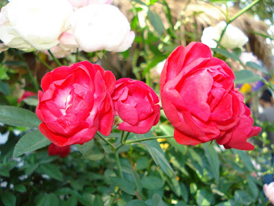 Native Myanmar Flowers Lovers: Roses in a Heratbeat