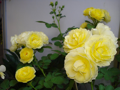 Native Myanmar Flowers Lovers: Roses in a Heratbeat