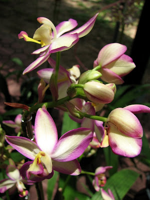 Native Myanmar Flowers Lovers: July 2009