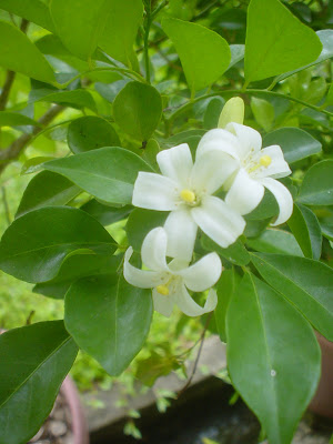 Native Myanmar Flowers Lovers: Yuzana ( Orange Jasmine)