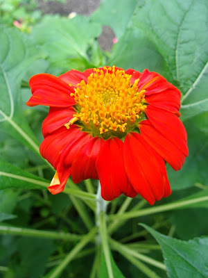 Native Myanmar Flowers Lovers: Boldness in the Nature