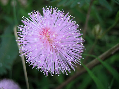Native Myanmar Flowers Lovers: Pink on the Grass