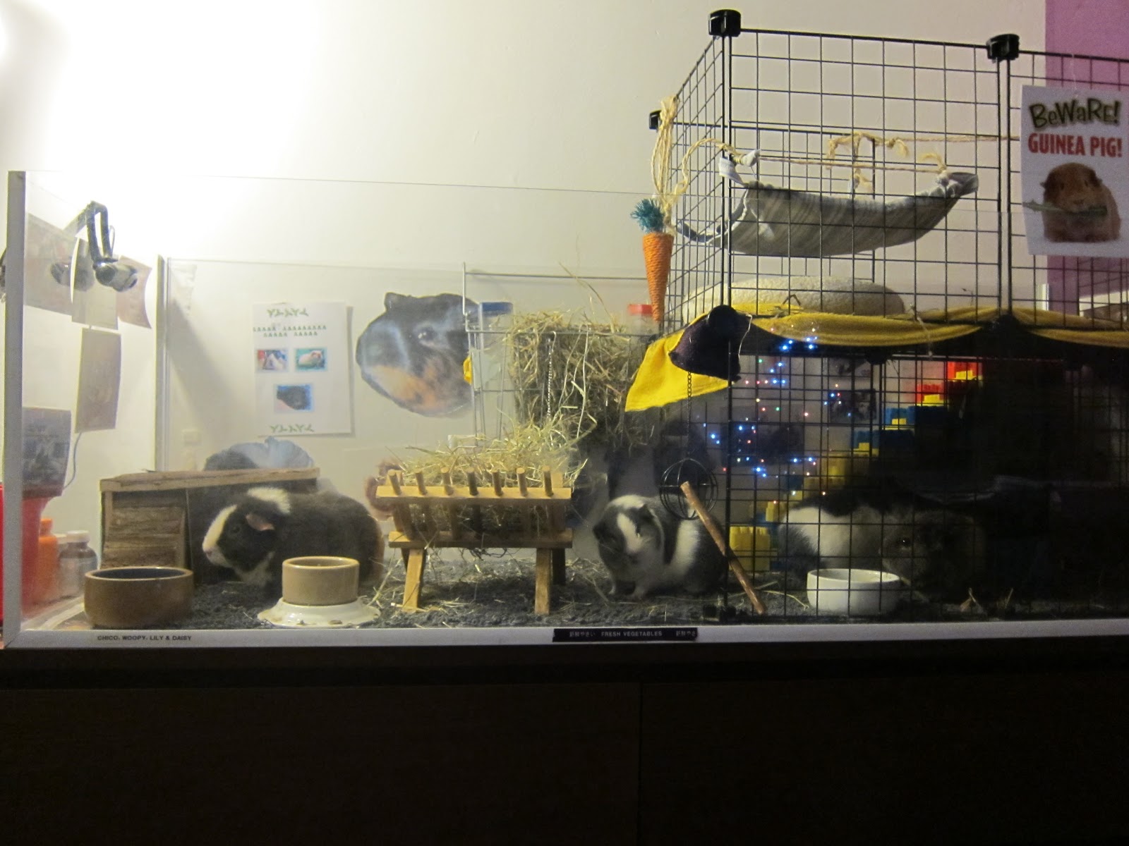 Undercover Guinea Pigs: My Crib: Where do I live?