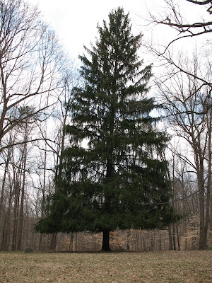 Southern Indiana Ghosthunters Network: Stepp Cemetery Trees