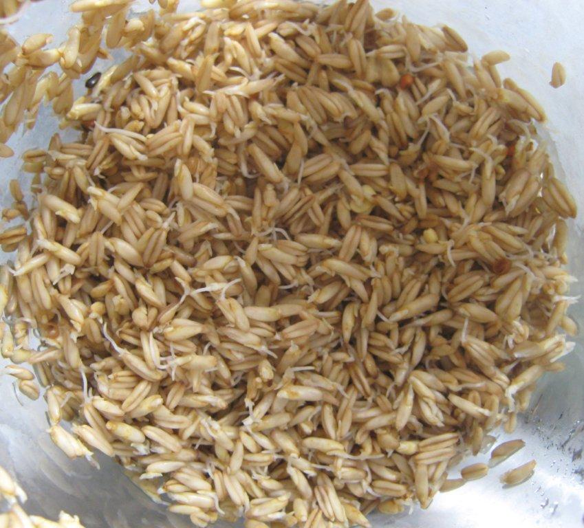 the happy raw kitchen: Raw Sprouted Oatmeal