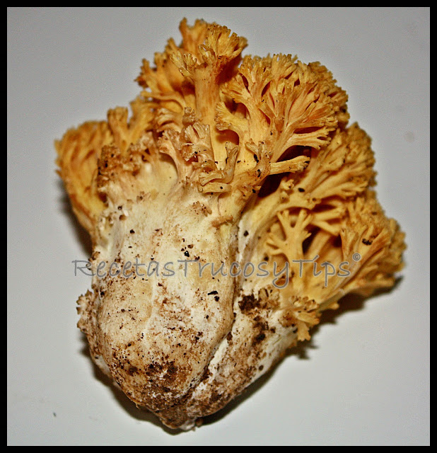 Setas comestibles I / Bolets comestibles I | Recetas Trucos y Tips