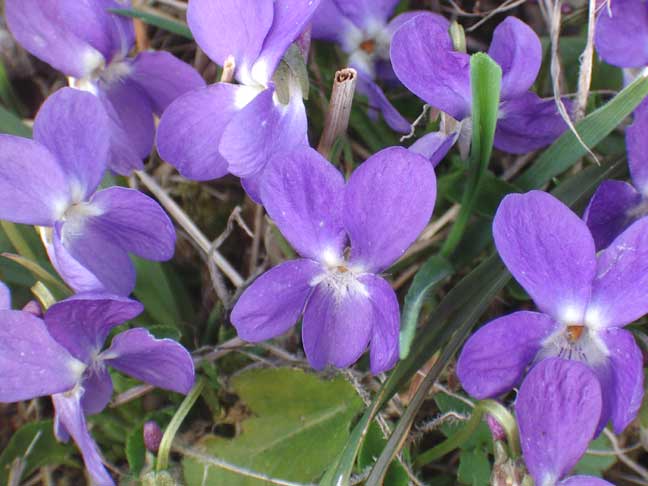 Backyard Patch Herbal Blog: Herb of the Week - Violets
