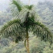 Maribel Design: Tagua and Other Seeds