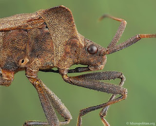 INSETTI STRANI (pt.1) - ILROLLA - video divertenti