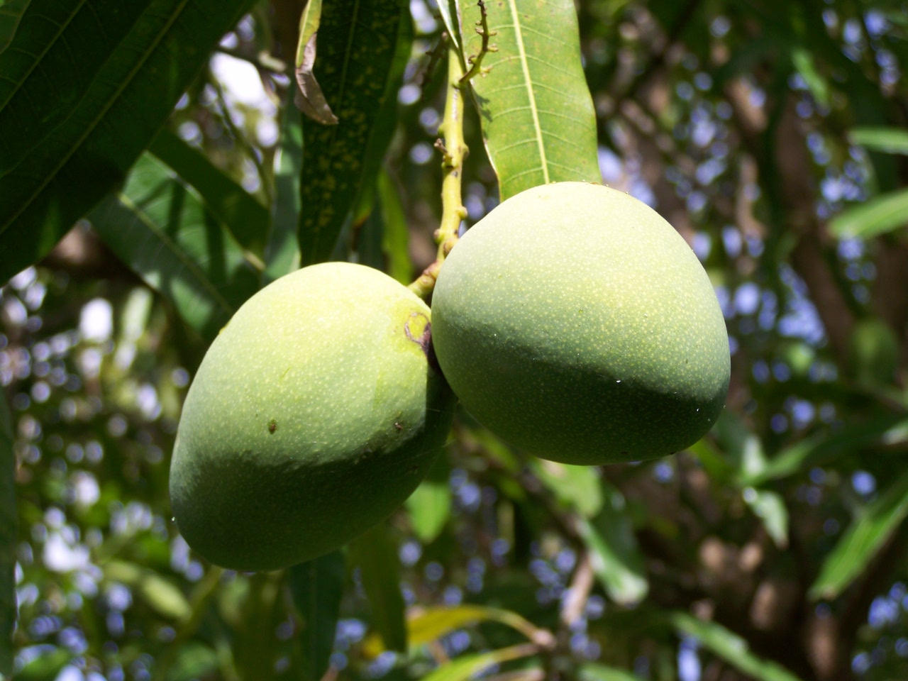 my rustic bajan garden: Joy Joy Joy!