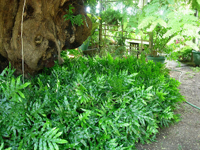 my rustic bajan garden: Ground covers