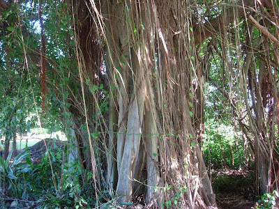 my rustic bajan garden: the bearded fig tree