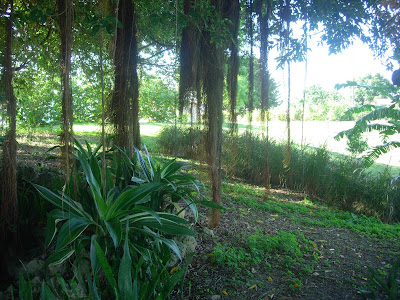 my rustic bajan garden: the bearded fig tree