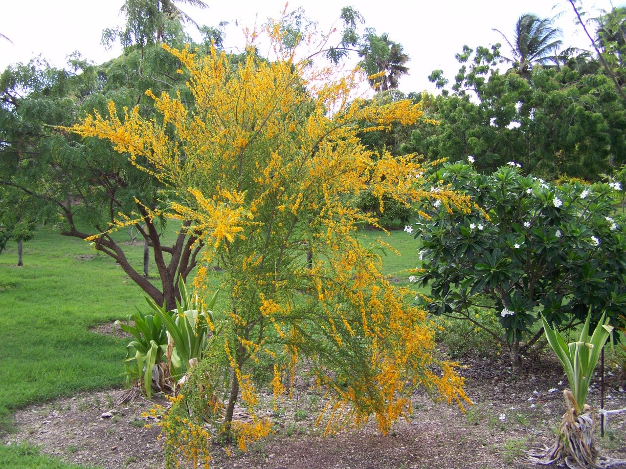 my rustic bajan garden: June 2010