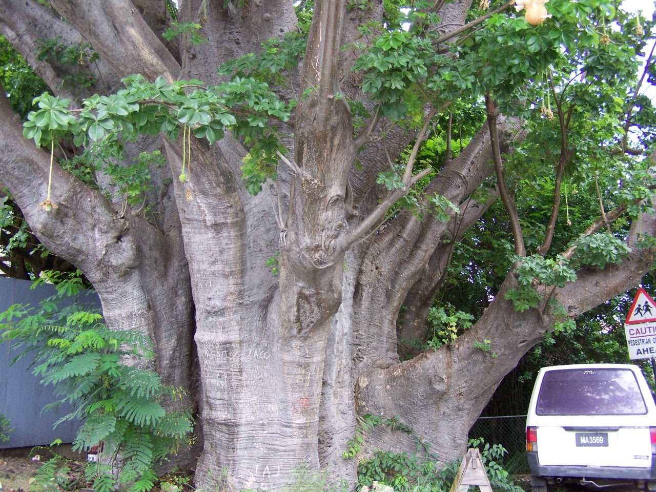 my rustic bajan garden: baobab in Barbados