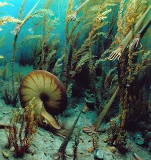 Deep Sea Bloggerhead