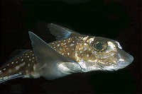 Deep Sea Bloggerhead: Pacific NW | Rise of the Ratfish in Puget Sound ...