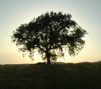 El viaje de Odiseo: Cuidemos los bosques: veamos el arbol