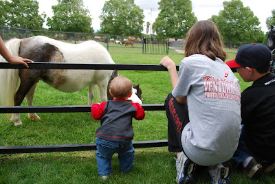 The Masyr Six: Quicksilver Miniature Horse Ranch - Solvang!