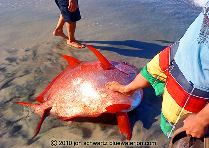 Jon Schwartz's Blog: Fishing, Big Fish Photography, and Travel: Strange ...