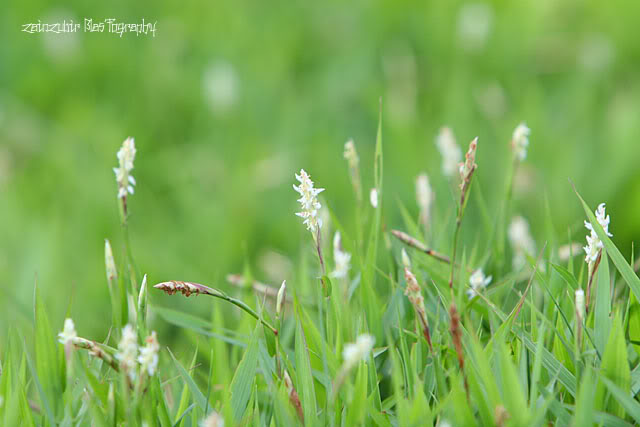 FAbulOus liFe..~: RUMPUT LALANG