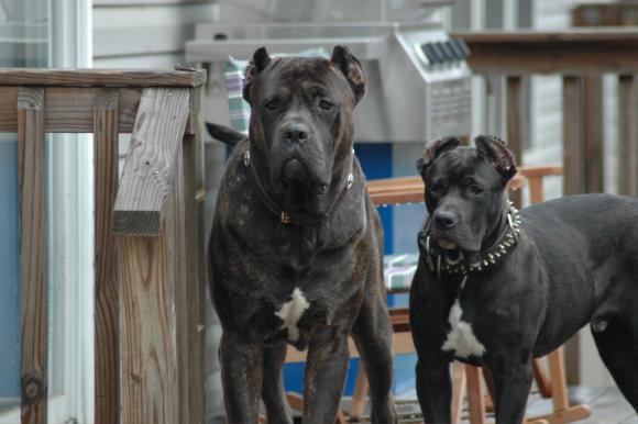 Its my destiny....: TOP TEN FEROCIOUS DOGS IN THE WORLD