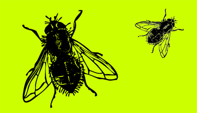 Gallery Vector Art: "Fly"