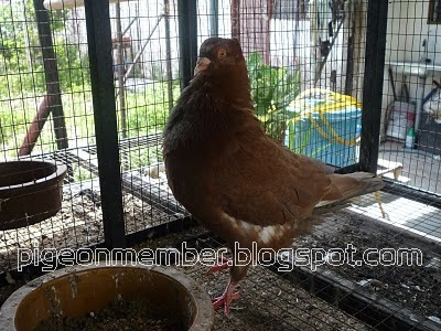 Sembang Merpati: Show king