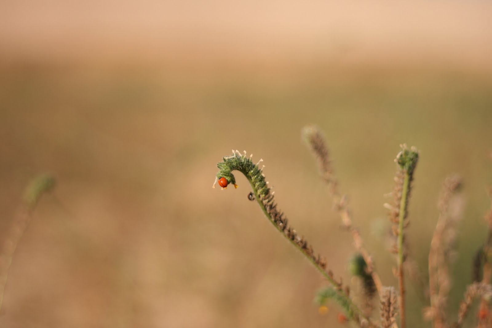 Our School House: Hop Frog Pond