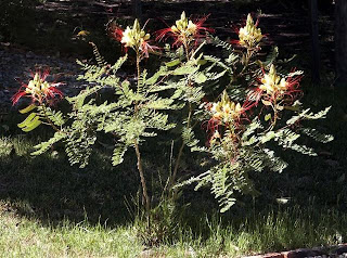 Arbustos: Barba de Chivo