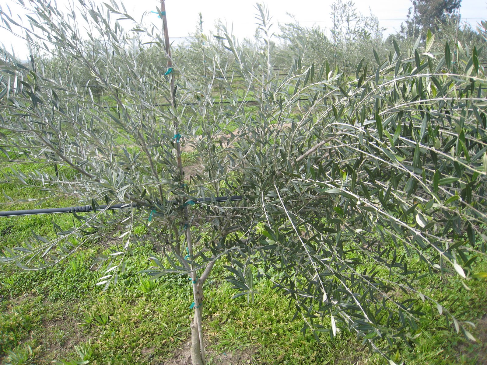 WWOOFing 101: Olive Trellising and Pruning