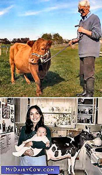 Amici-in-allegria: Le mini mucche di razza Dexter