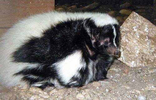 Amici-in-allegria: Moffetta: Mephitis mephitis